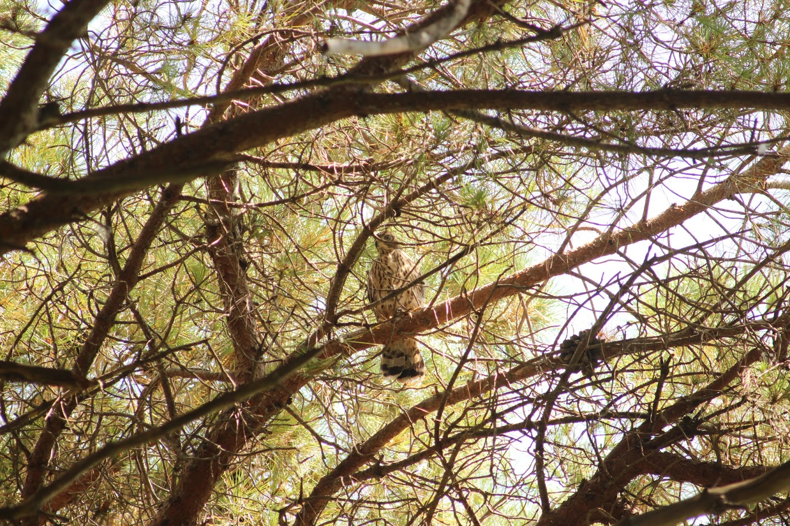 TIERRA DE AVES: AZOR JUVENIL ( Accipiter gentilis )