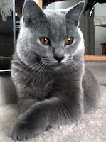 Les chats: Le Chartreux