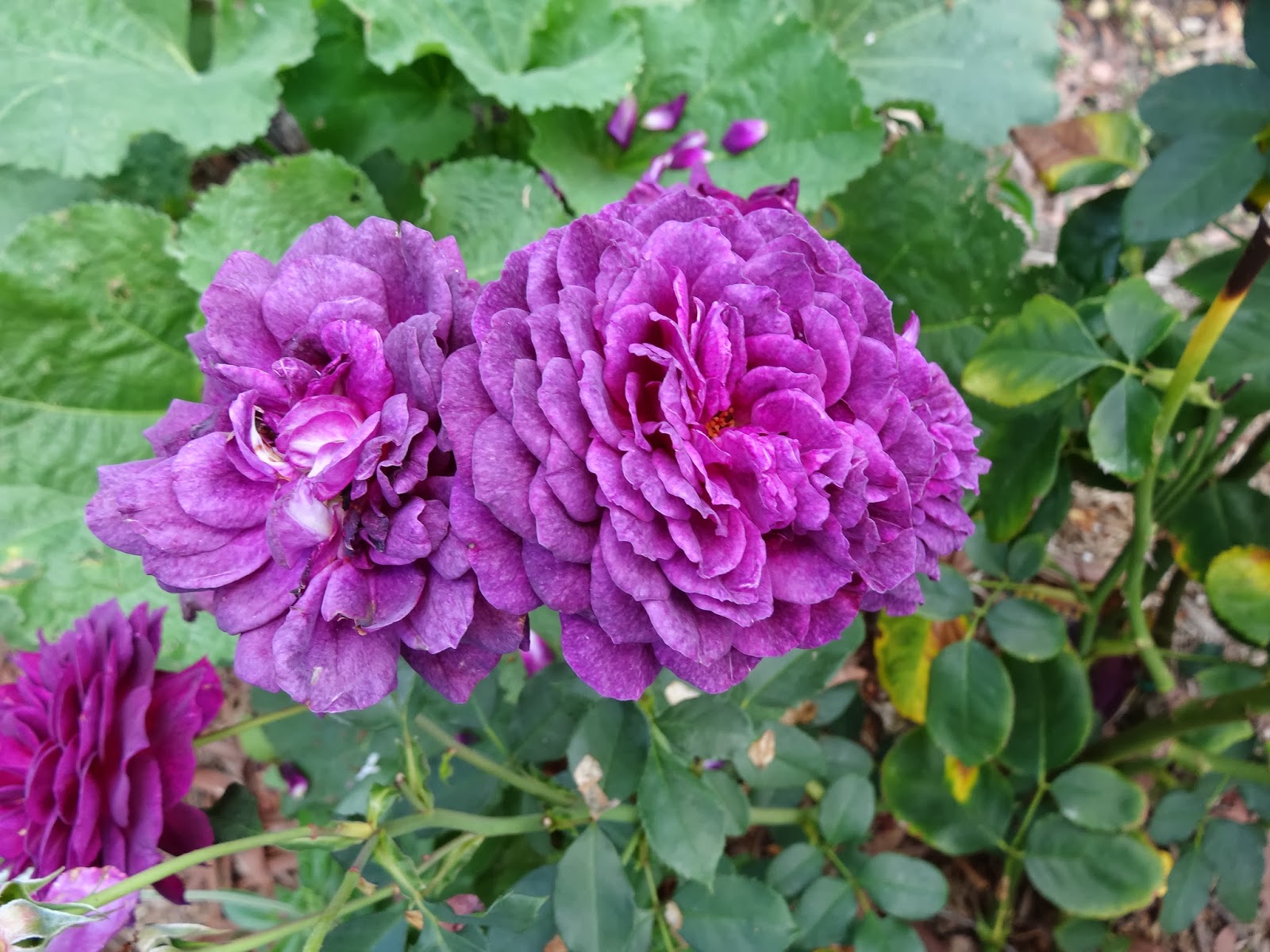 Platy's Garden Ramble: Chameleon Roses & Possum Magic