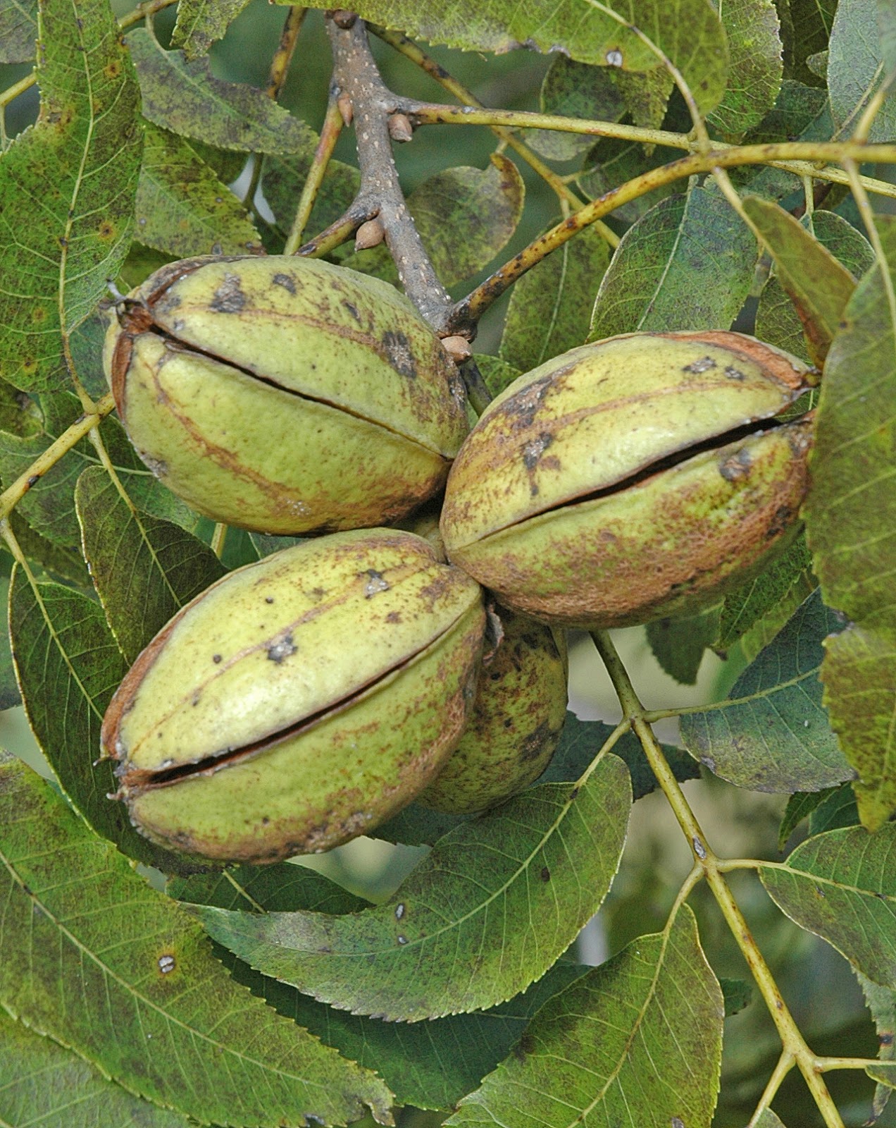 Northern Pecans: Pecan cultivar shuck-split: October 2, 2017
