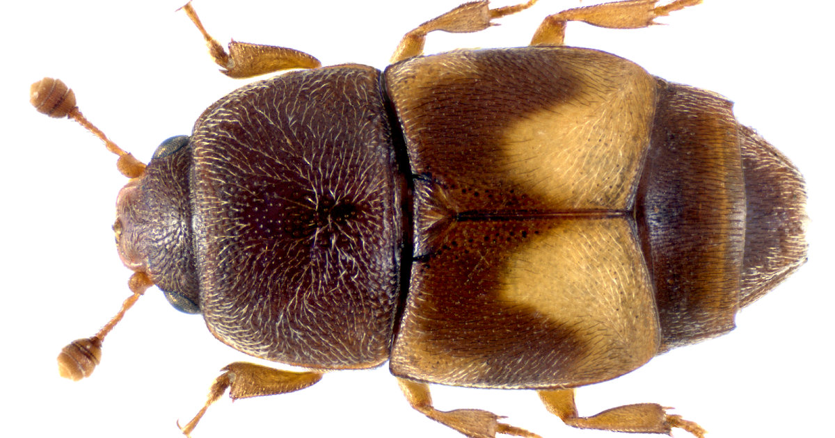 Variety of Life: Nitidulidae