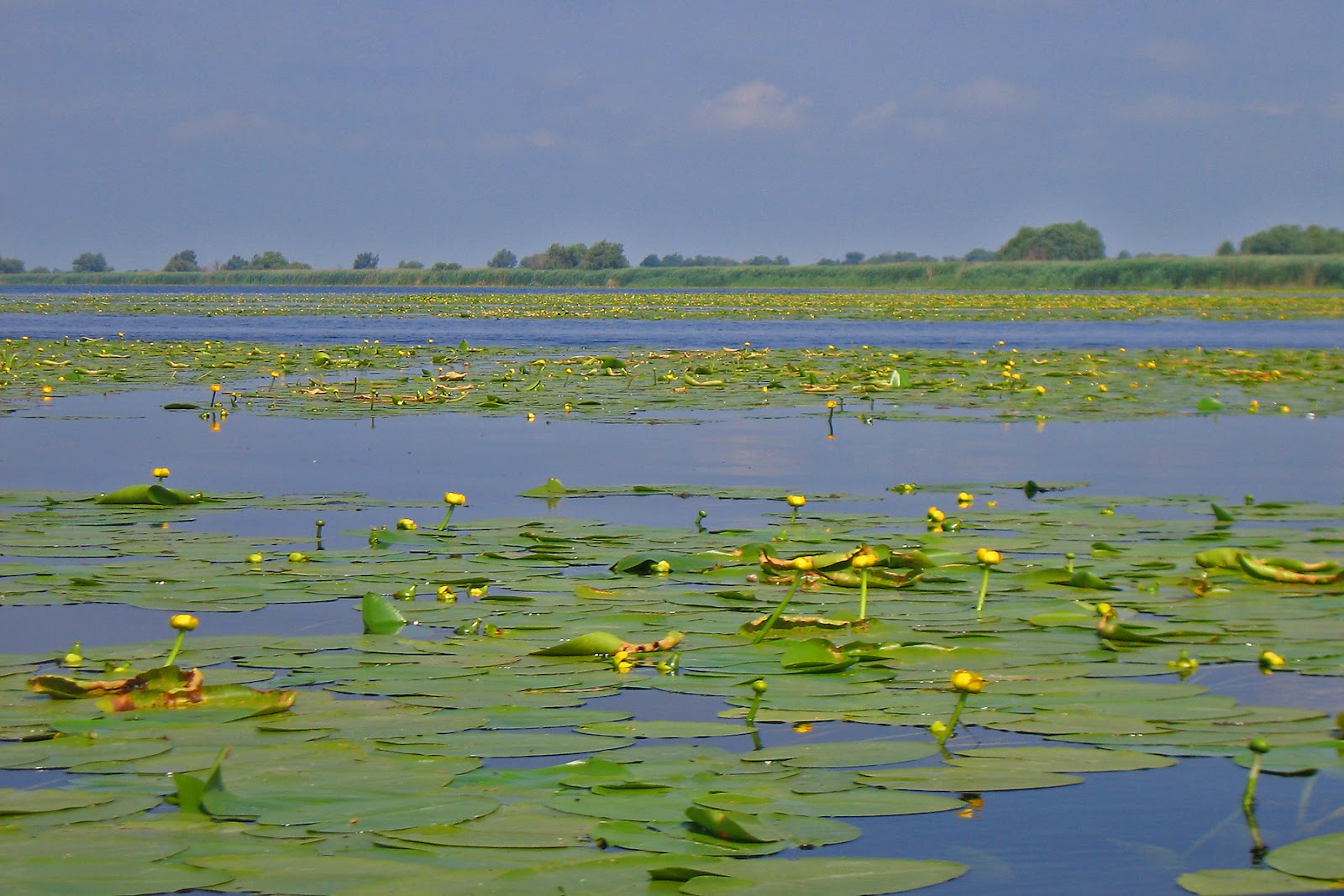 PETER'S PORTFOLIO..............Bird & Wildlife Photography: Danube ...