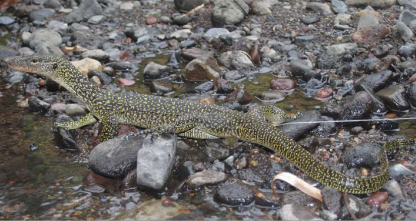 Jenis - jenis atau Macam - macam Varanidae / Varanus / Varanatic ...