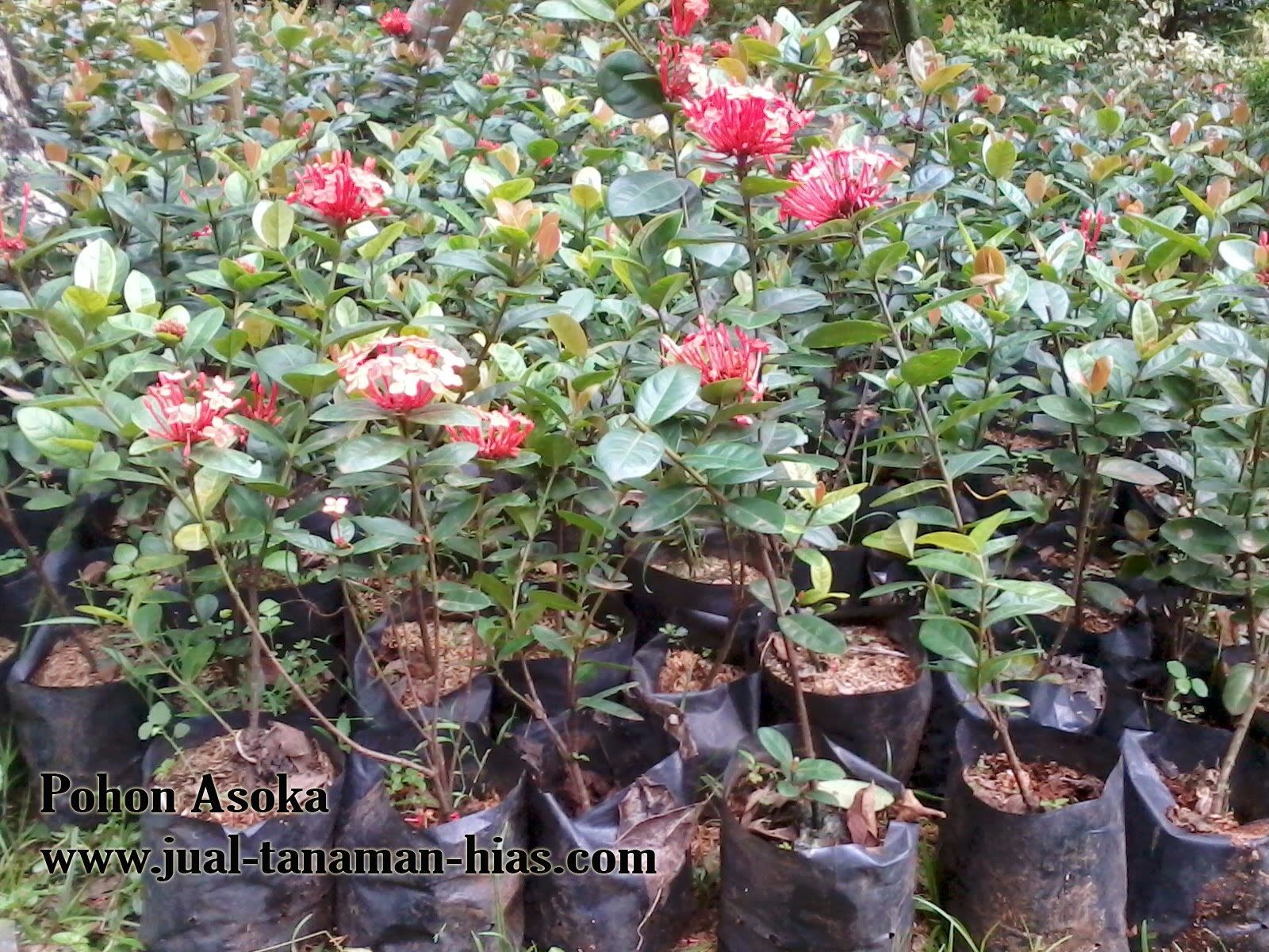 Mei 2015 ~ JUAL RUMPUT GOLF