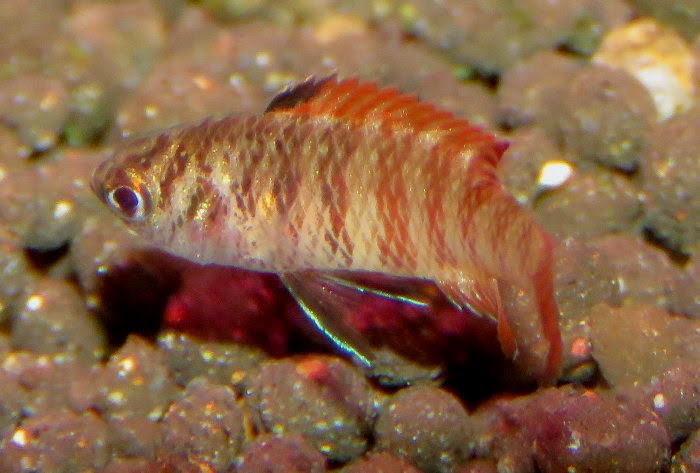 金魚&水族快訊Goldfish & Aquarium Messages: 黑金火焰變色龍(Dario sp. 'Myanmar')