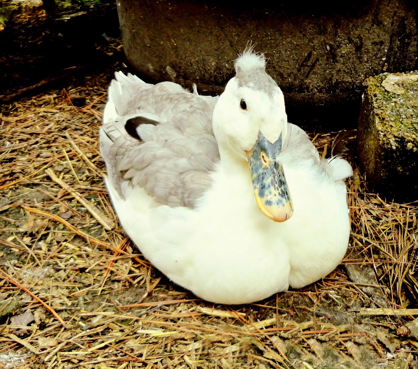 Meet the Quackers | The Ducks of Fresh Eggs Daily - Fresh Eggs Daily ...