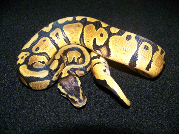 justsnakes: Koningspython in de mode