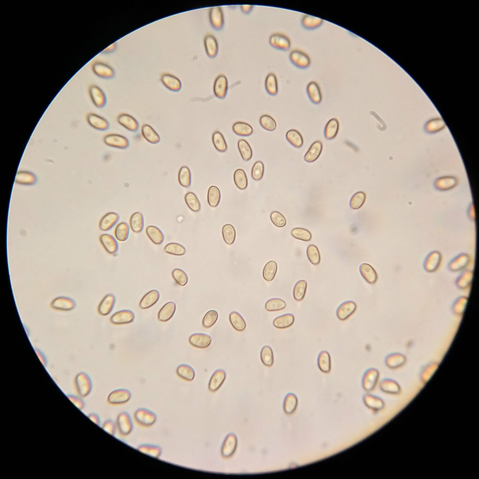 Misidentifying Fungi: November 2017