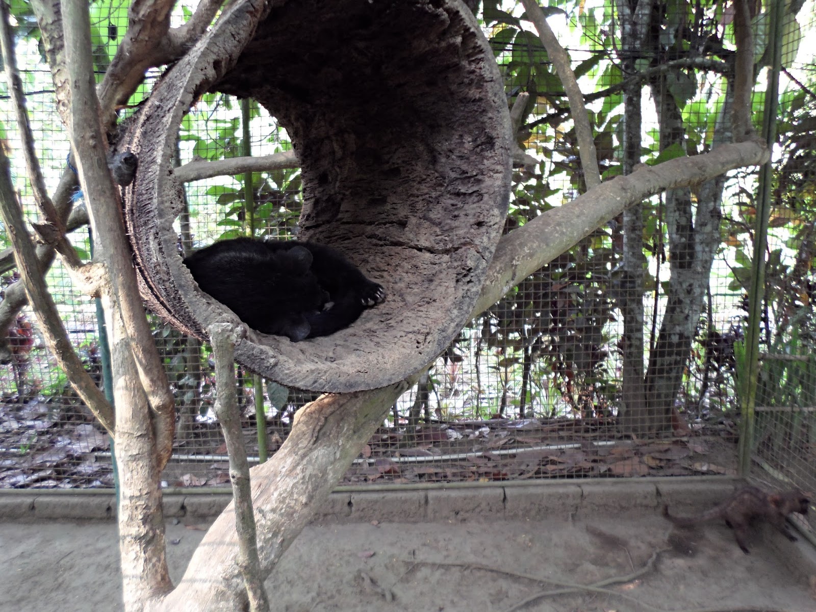 Food, Travel and Life: Satria Agrowisata, Bali - Tea and Coffee Tasting