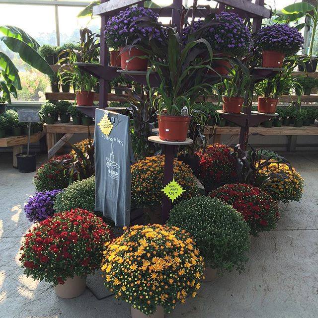 W & W Nursery & Landscaping: All About Mums!