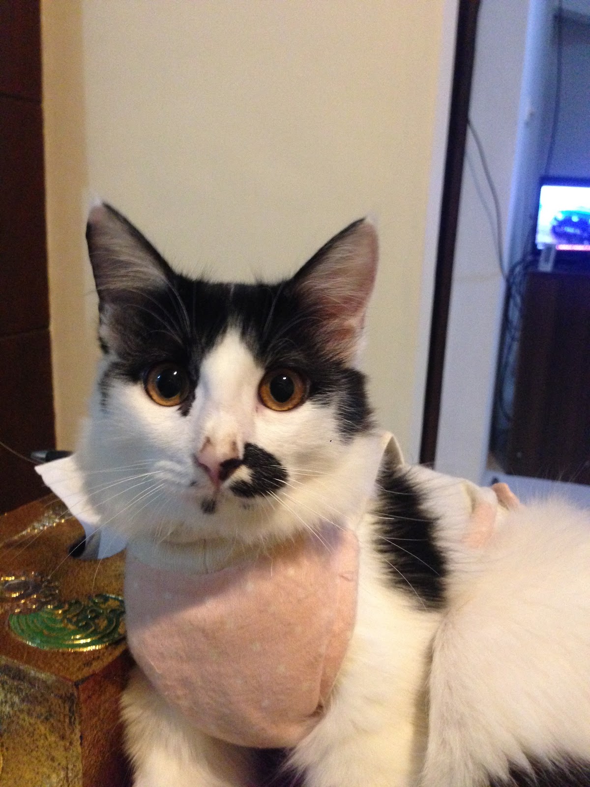 BALI KUCING ( バリ猫 ): AWAL MULA KAMI