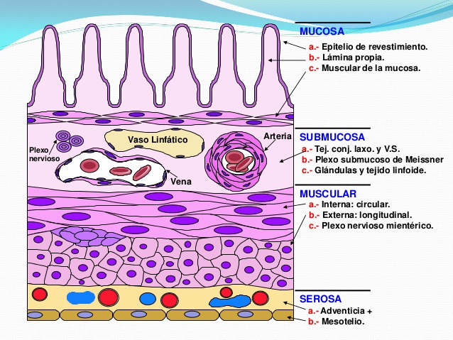 HISTOEMBRIOLOGIA: EMBRIOLOGIA E HISTOLOGIA DEL SISTEMA DIGESTIVO