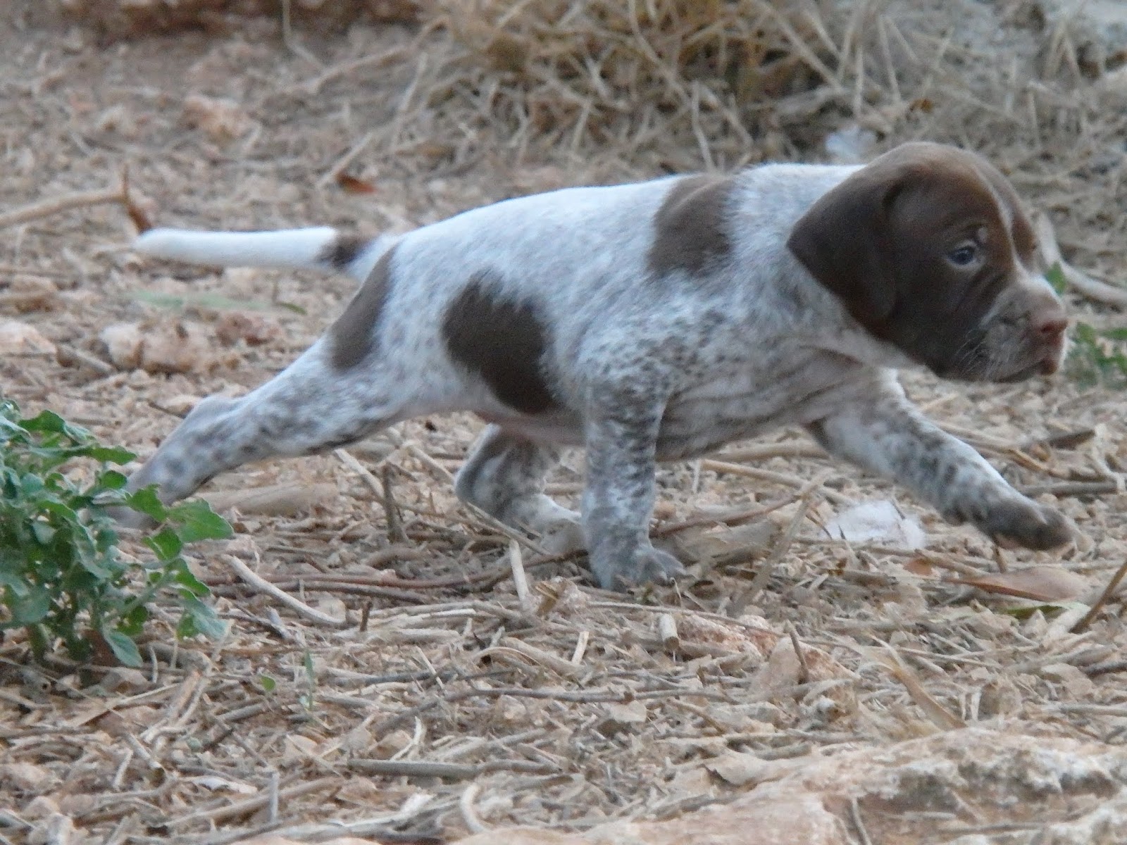 BRACO FRANCÉS DE BELBOX: CACHORROS DE TROIS X I`NESS