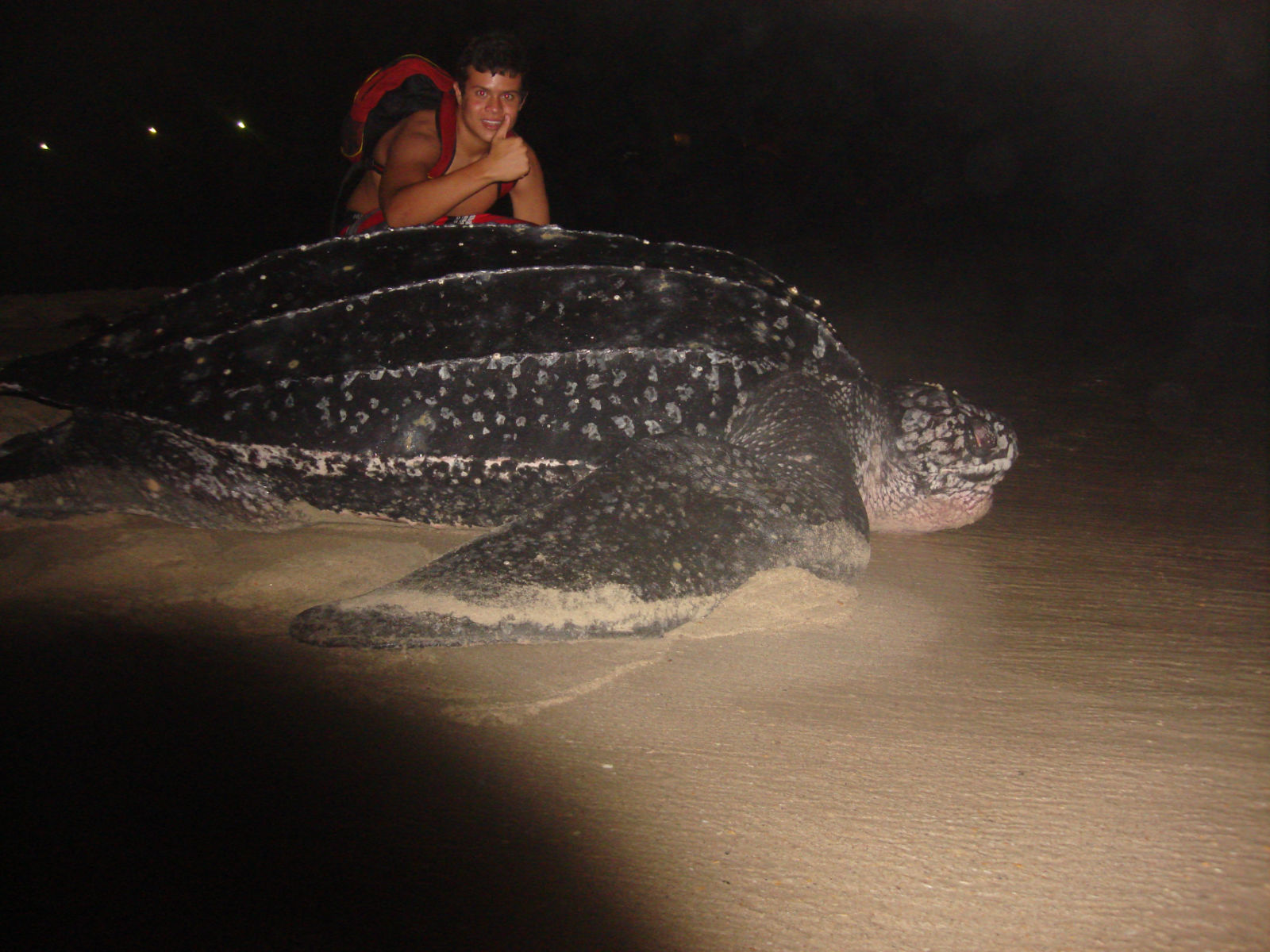 fundacionideagenial: CRUZADA MARGARITEÑA POR LA TORTUGA CARDÓN