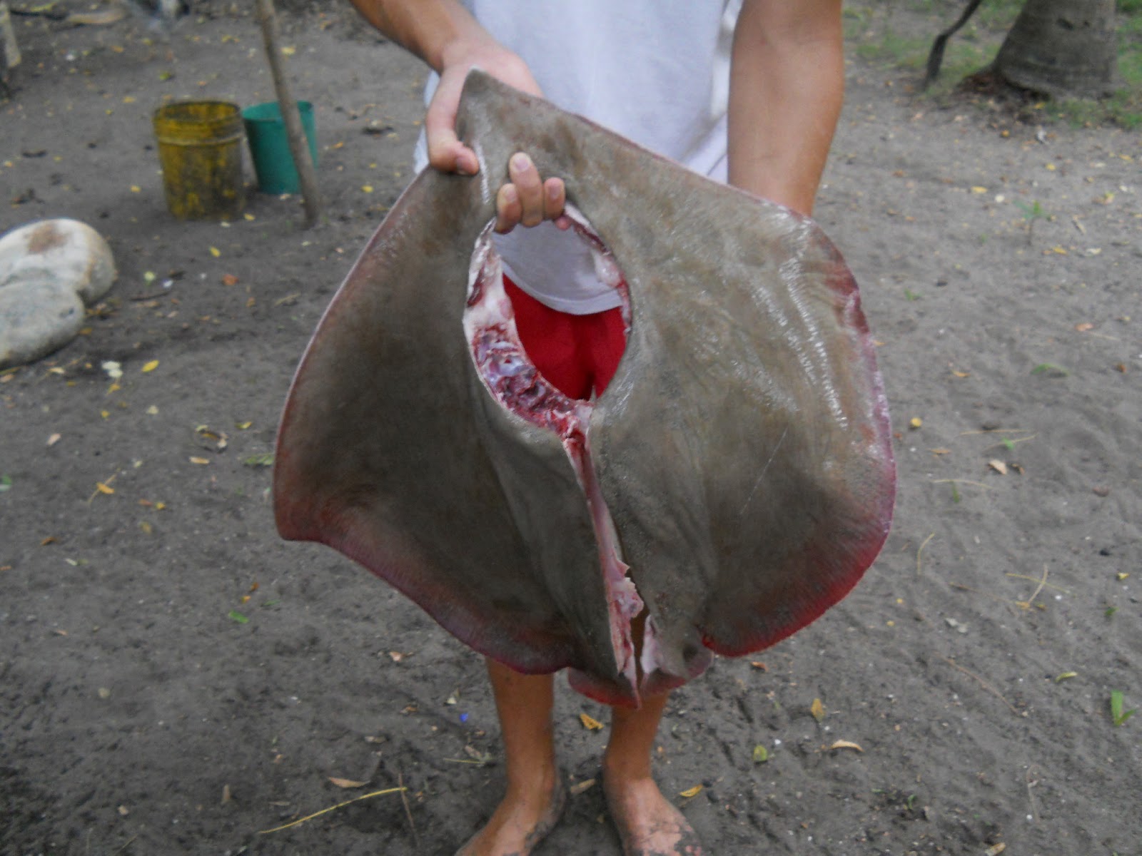 CookingSebastian: Manta ray / Adventurous Cooking
