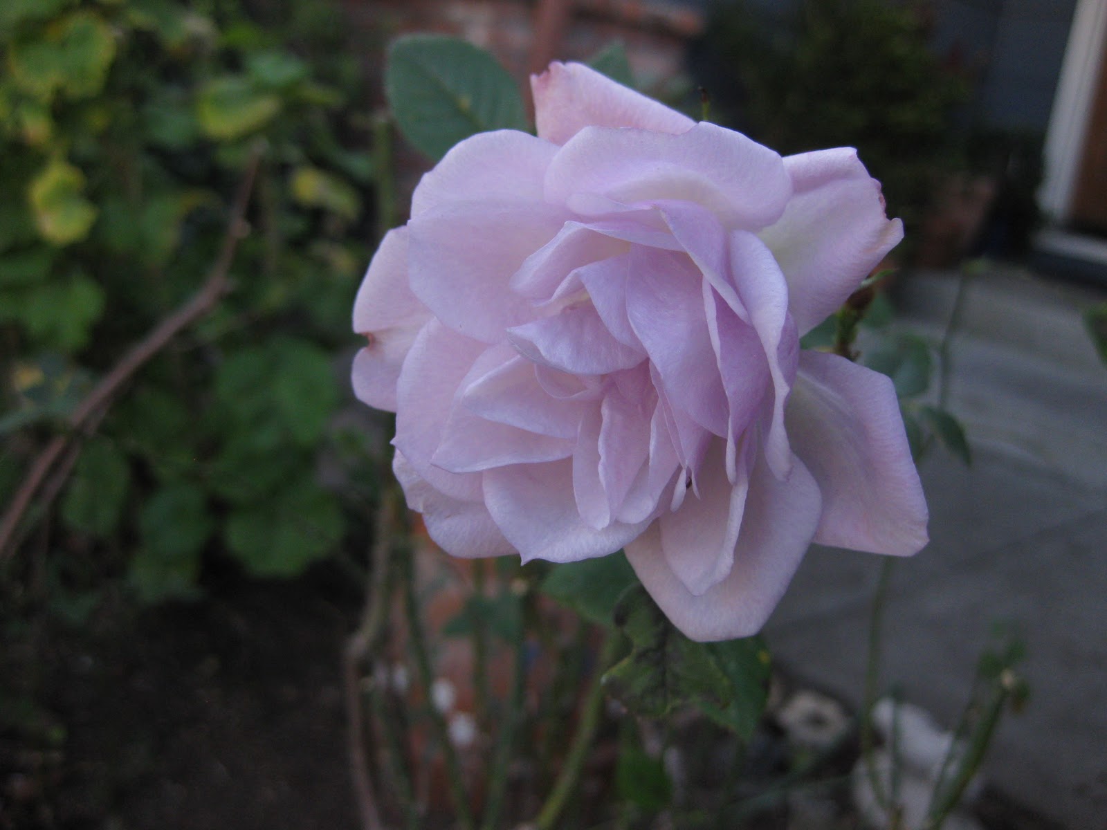 Growing A Garden In Davis: The Old Faithfuls Bloom On