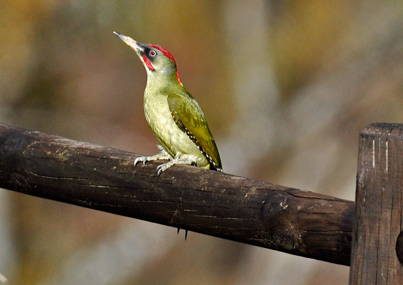 Vivir para ver: Pito real en la puerta de casa. 14 de Noviembre