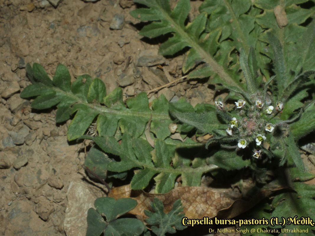 Medicinal Plants: Capsella bursa-pastoris, Shepherd's Purse. كيس الراعى ...