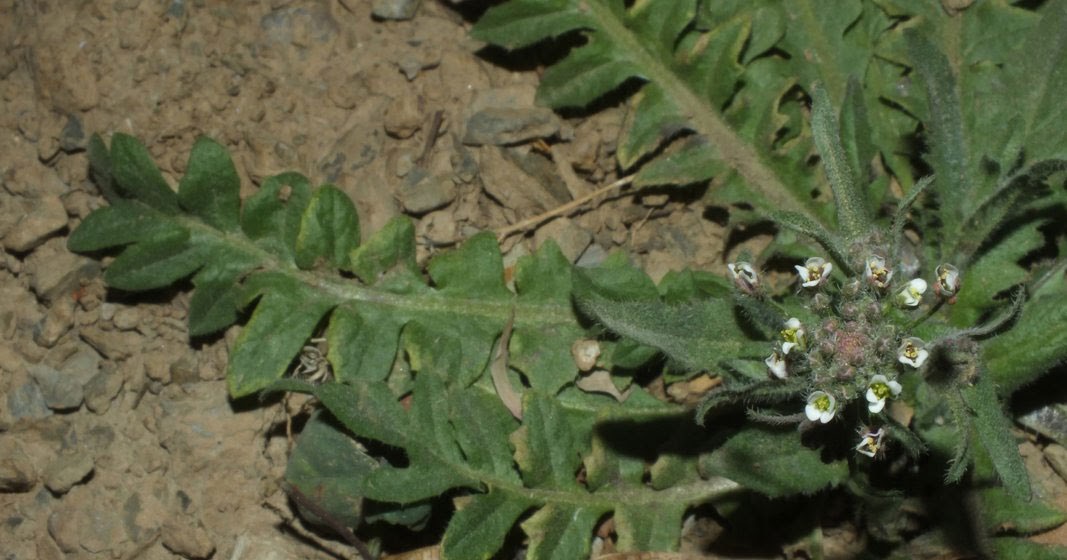 Medicinal Plants: Capsella bursa-pastoris, Shepherd's Purse. كيس الراعى ...