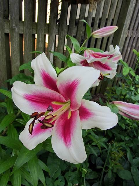 Gatsbys Gardens: Jun 29, 2012