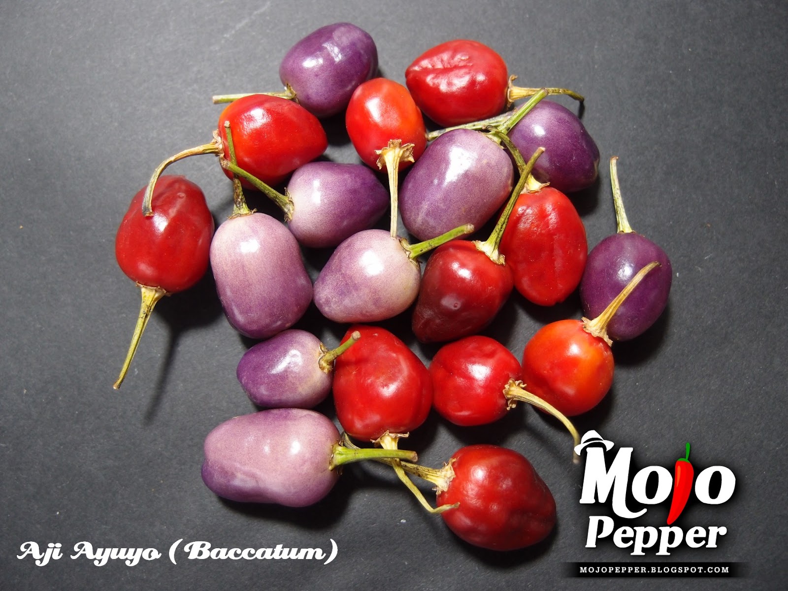 The Mojo Pepper - Just a Chili Pepper grower