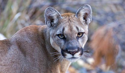 elpasonaturally: A Mountain Lion to Remember, El Paso, Texas