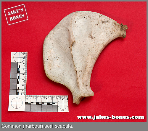 Comparing bones: scapulas (shoulder blades) : Jake's Bones