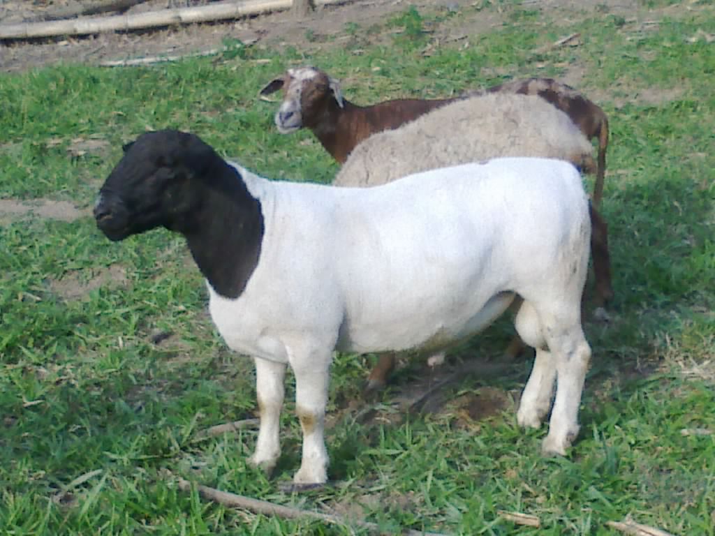 SÍTIO MORADA DAS AVES: CARNEIROS SANTA INES E 1/2 SANGUE DORPER