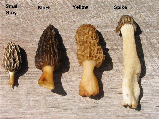 Morel Mushrooms Southwest Michigan 2014- Hunt#2 - Fun Files