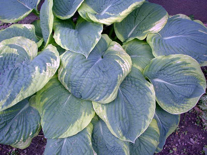 Dr. Dan's Garden Tips: Handsome Hostas