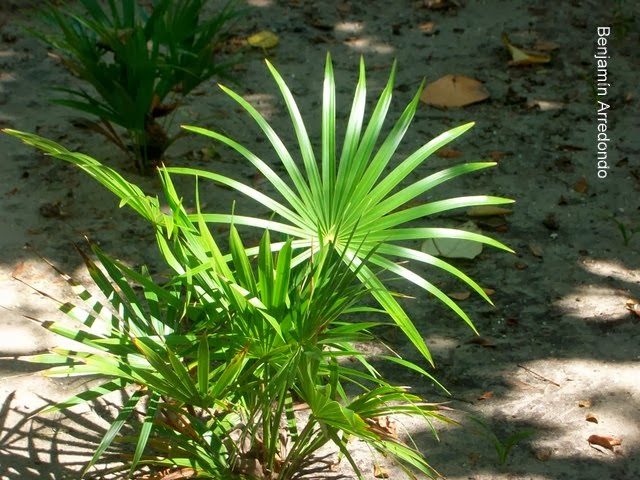 El Bable: La palma chit reclama atención pues está en peligro de extinción.