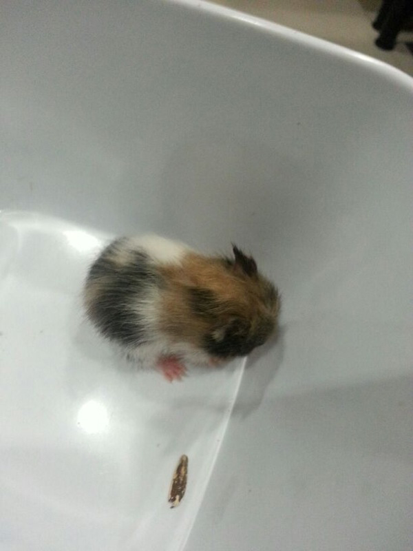 Natural PawPals: Cherimoya the Calico (aka Tortoiseshell Banded) Syrian ...