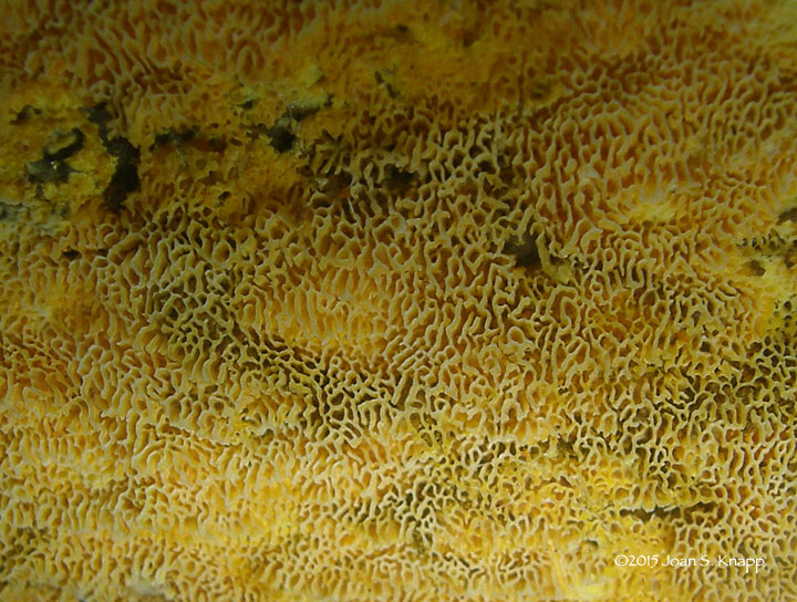 Anybody Seen My Focus?: Orange Sponge Polypore (Pycnoporellus alboluteus)?
