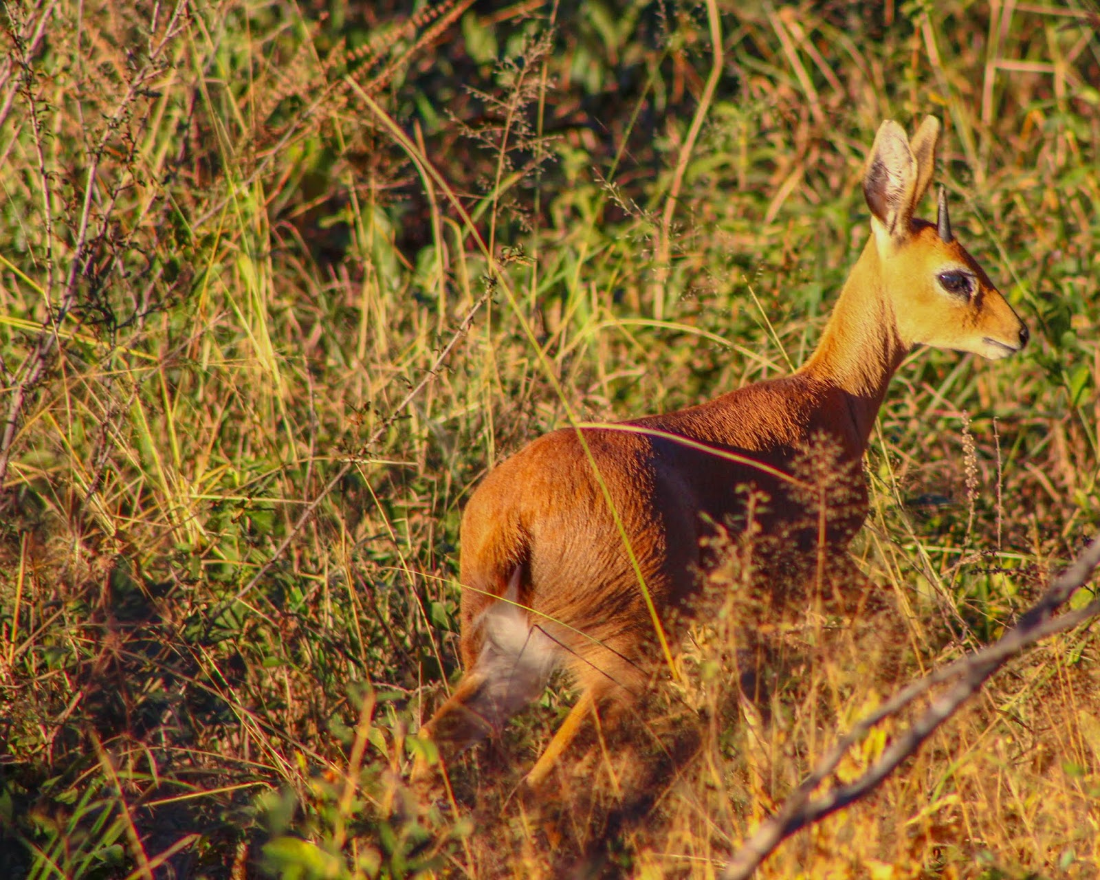 Cannundrums: Steenbok