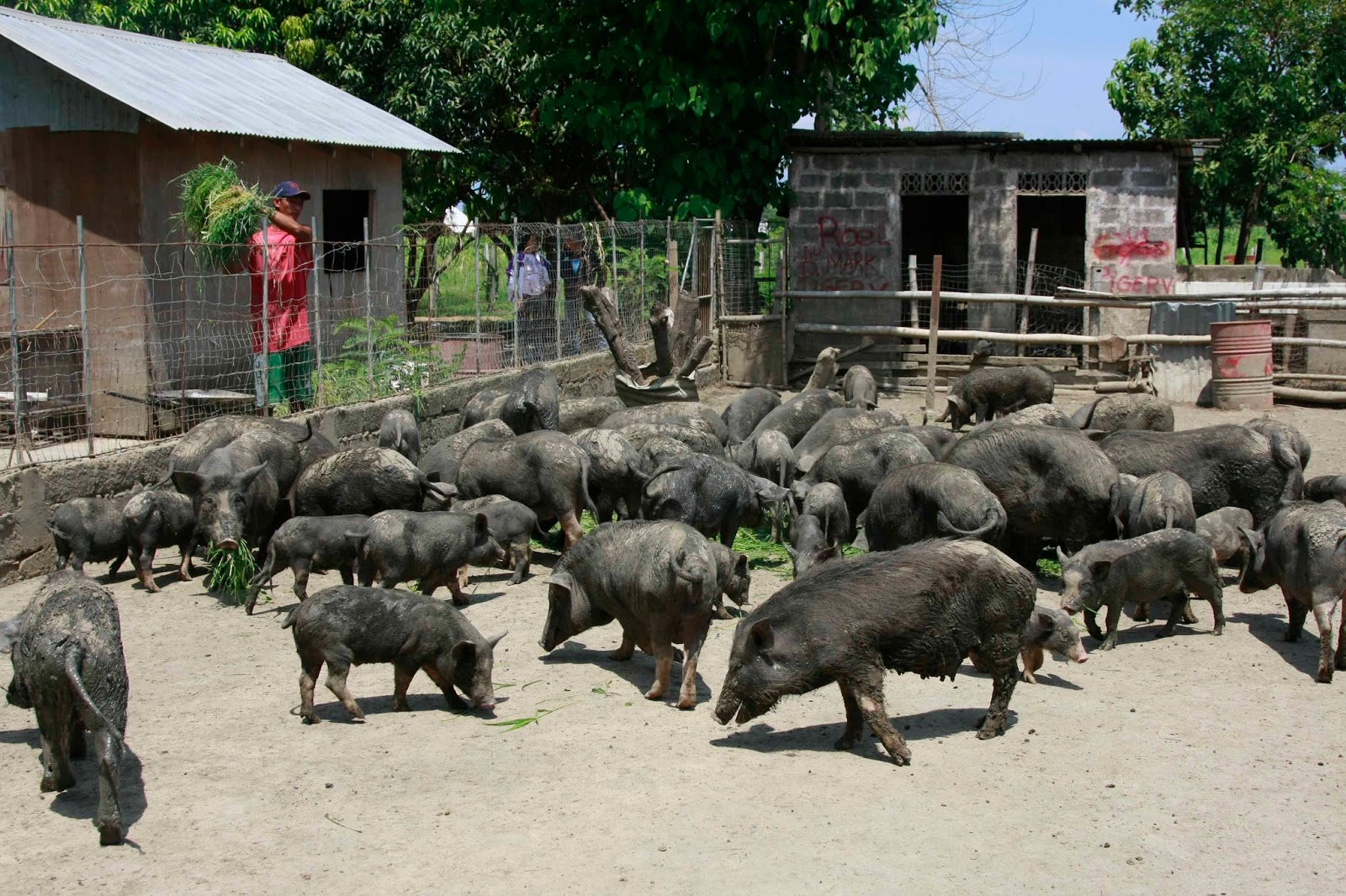 native chicken - philippin news collections