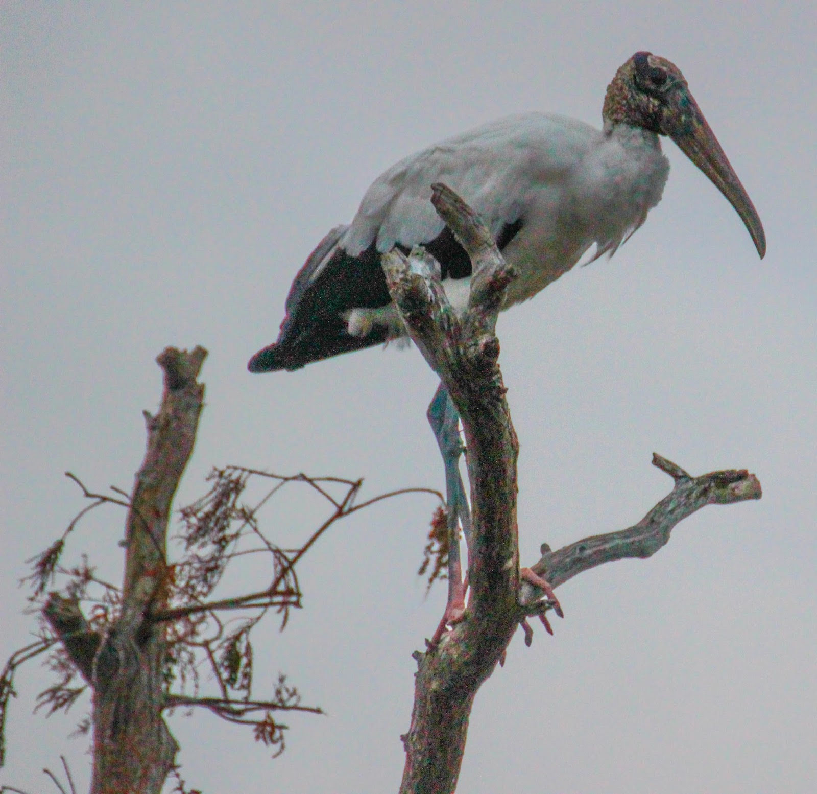 Cannundrums: Wood Stork