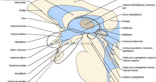 FTrapeutas: Anatomía--> Neurología--> 3: Diencéfalo