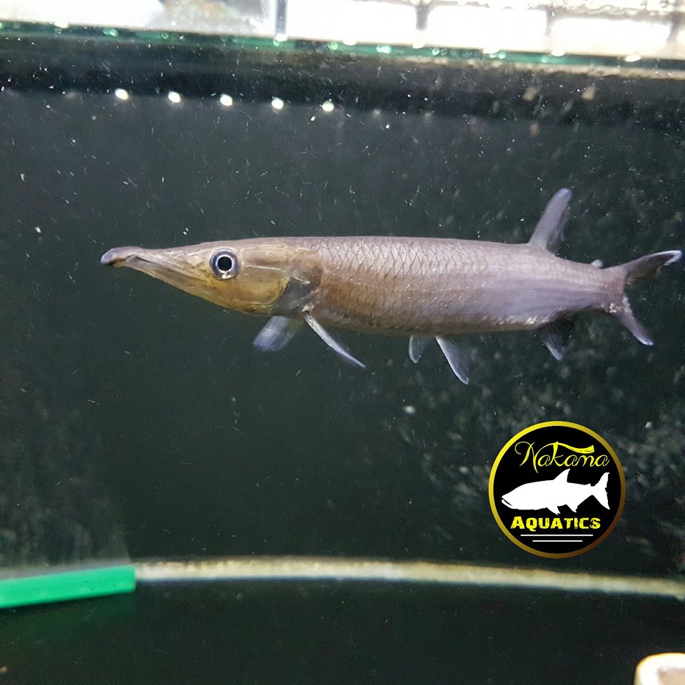 3 Tipe Ikan Hias Berdasarkan Letak Permukaan Air - Nakama Aquatics