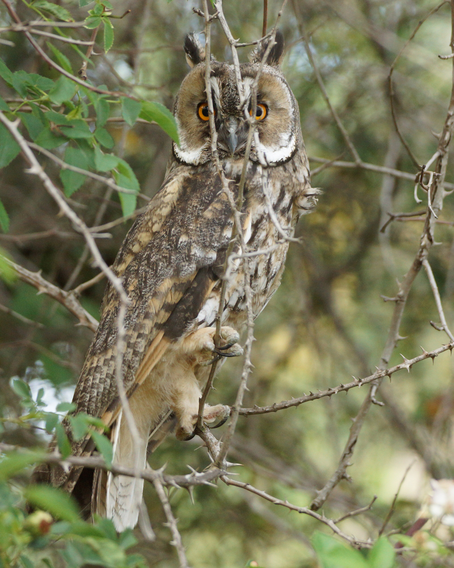 Pasión por las aves: Búho chico.(Asio otus)