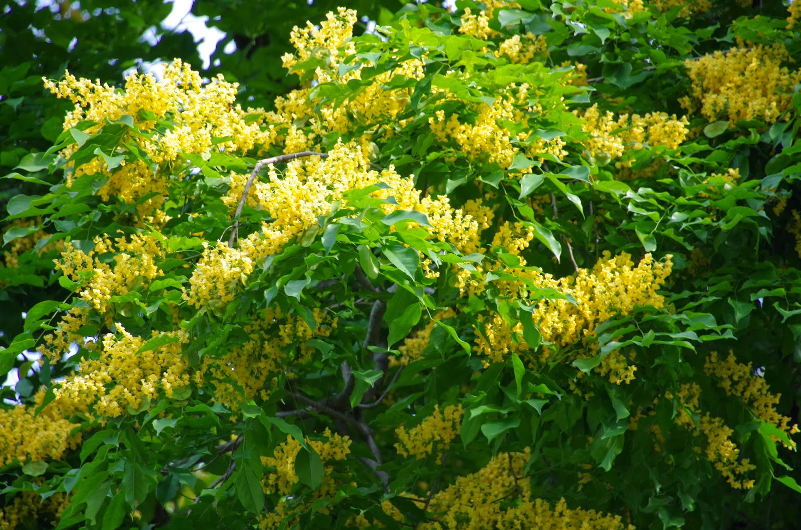 Trees and Plants: Angsana