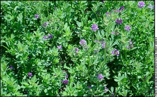 Pertanian Tanaman Pangan dan Peternakan Nunukan: Mari mengenal tanaman ...