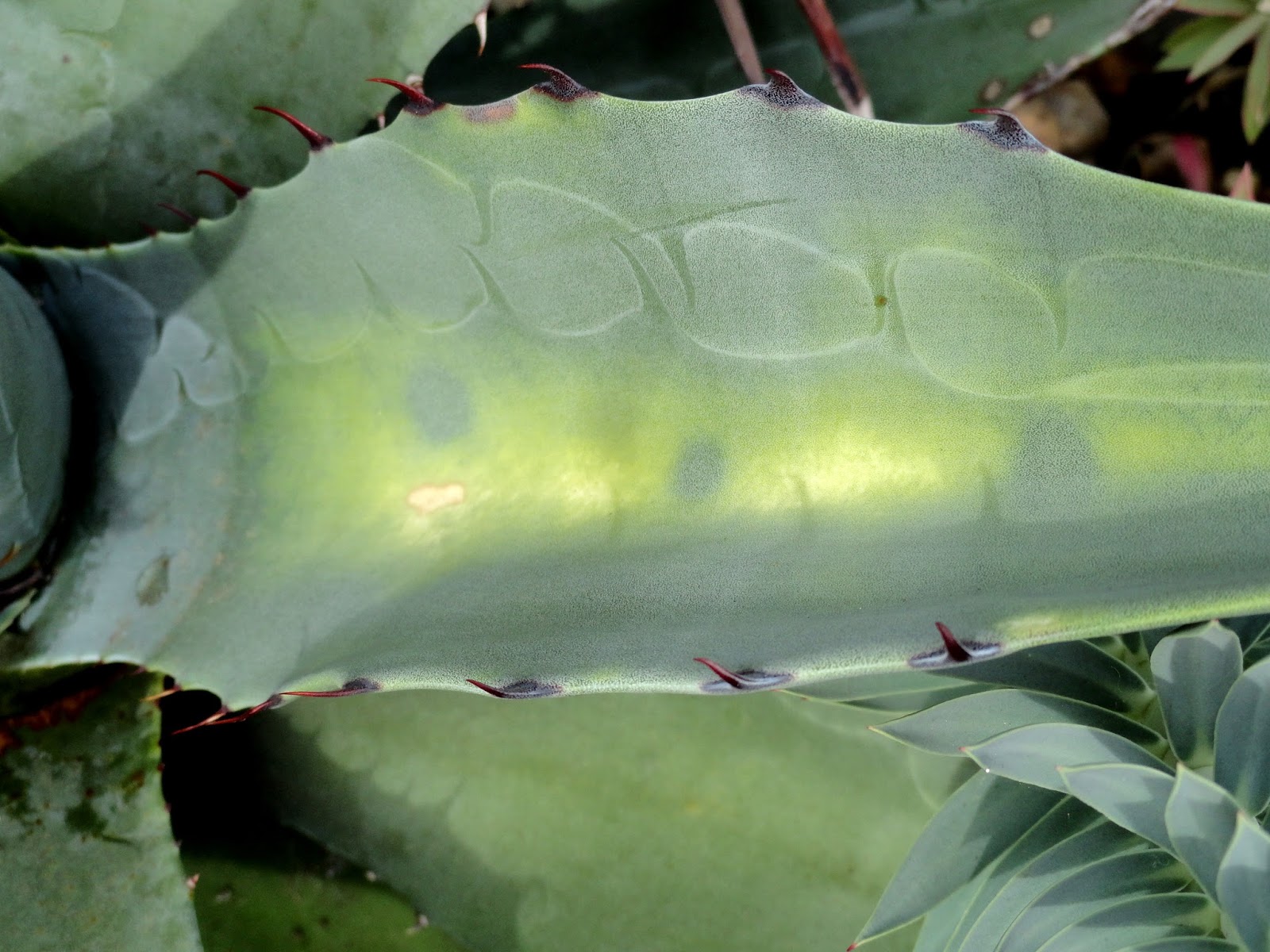 danger garden: Learn from my mistakes #20 Agave Edema (this one hurts)...