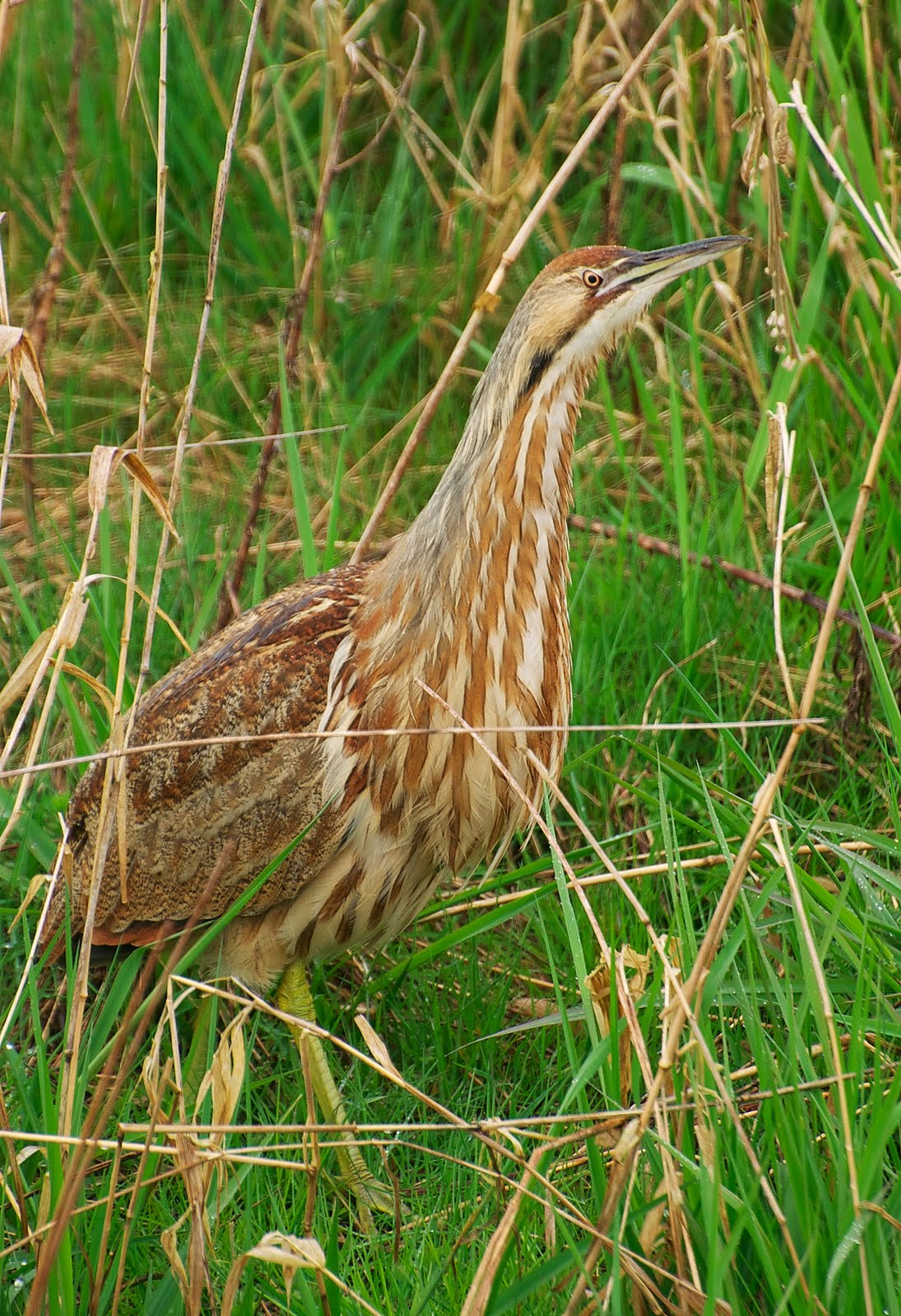 NW Bird Blog: American Bittern