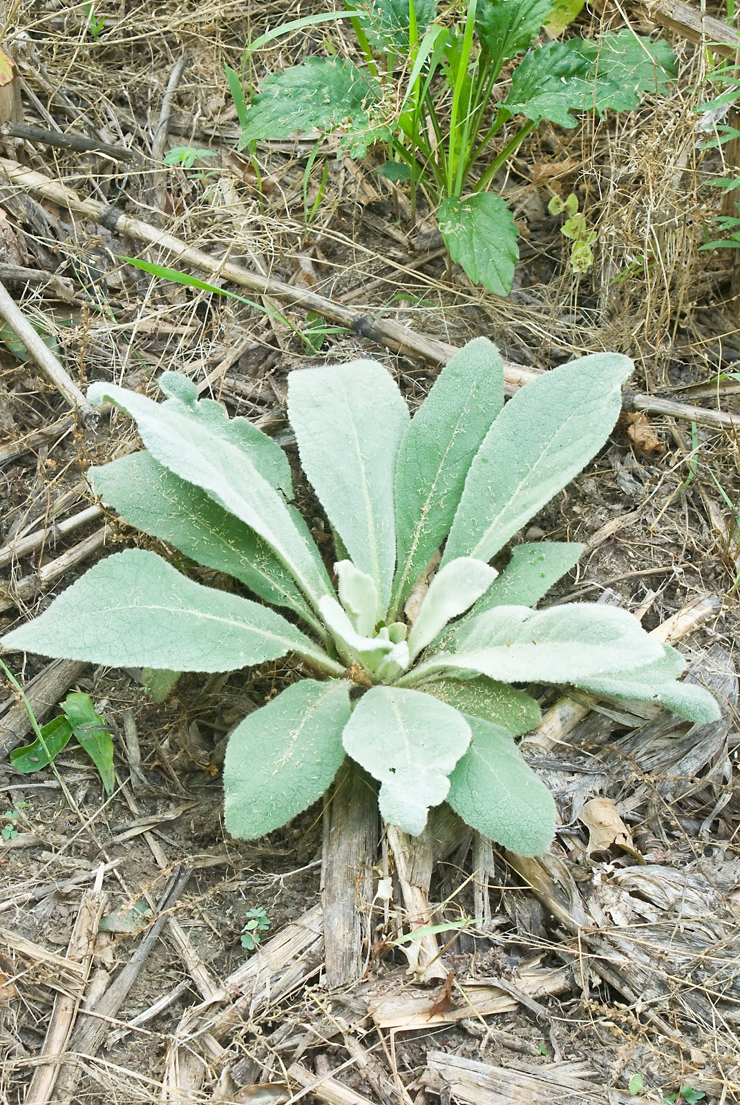 Indiana Plant A Day: Common Mullein