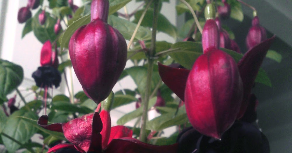 KIKKA: Blacky Millenium, Sebastopol, fucsia Aretillos Flores Fuchsia ...