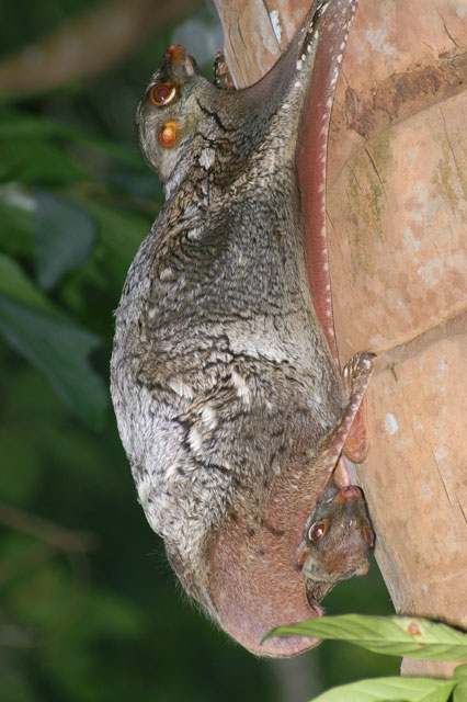 Singapore Wild Animals: Colugo