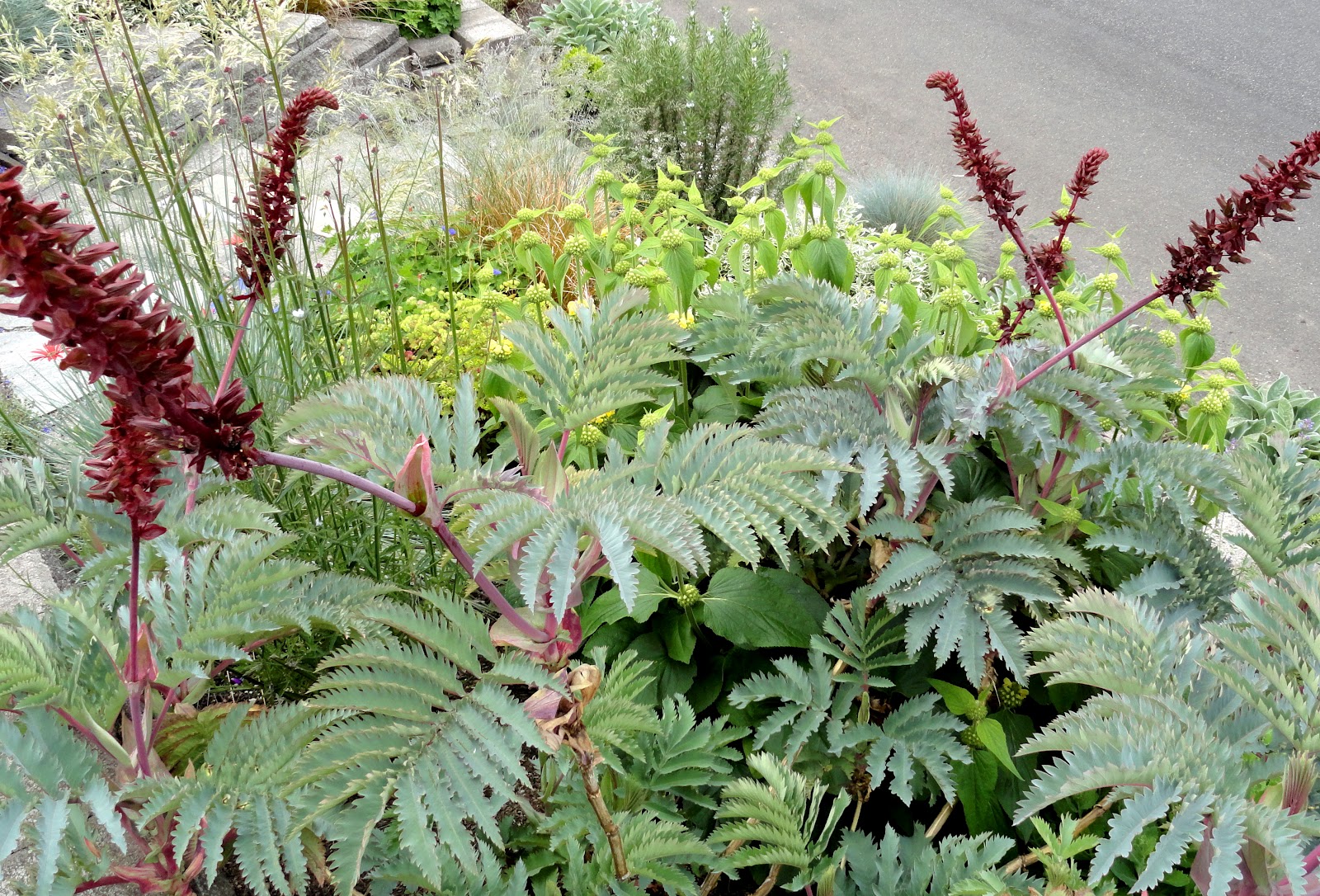 danger garden: Where the Melianthus blooms…