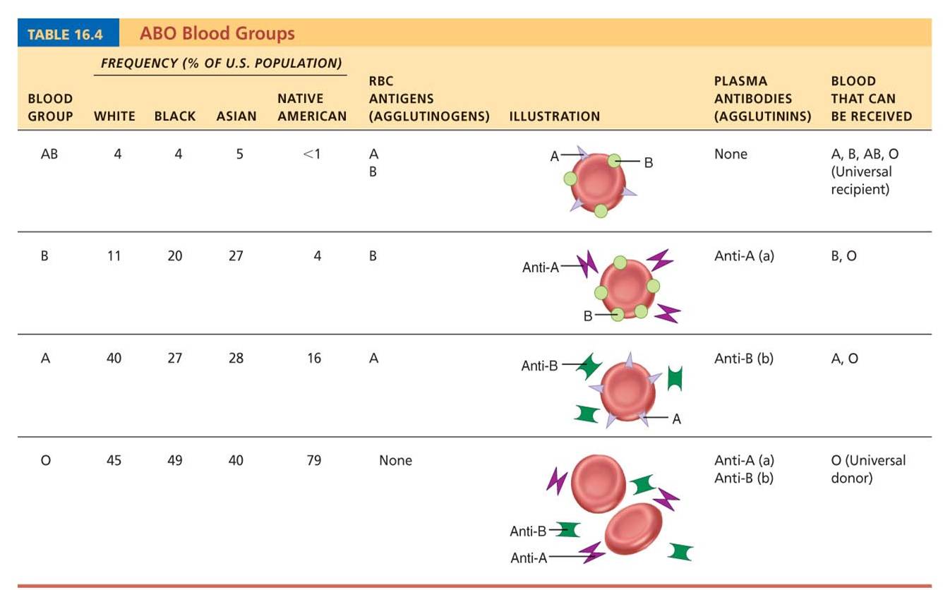 Jennifer Kersey E-Portfolio Bio211: Objective 21: Blood typing