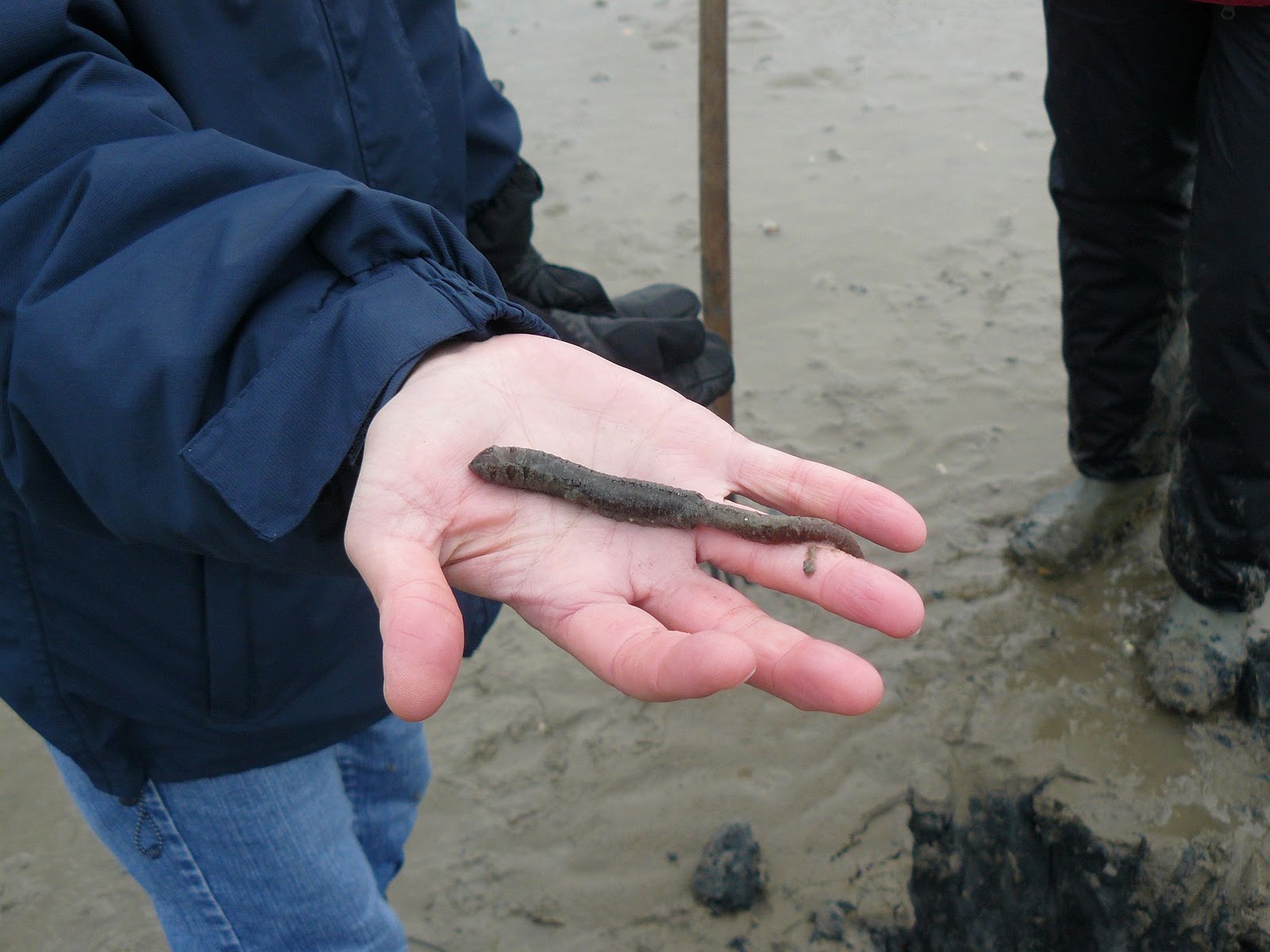 Spiekeroog November/Dezember 2011: Wattwanderung im UNESCO-Naturerbe ...