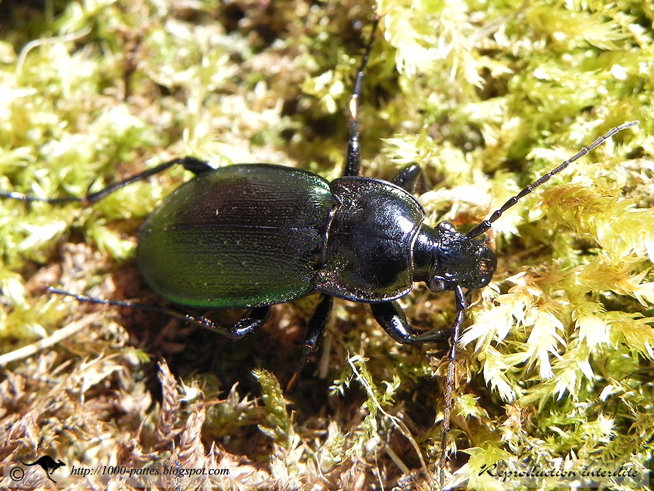 WILDLIFE GATEWAY: Le Carabe des bois et le Carabe problématique